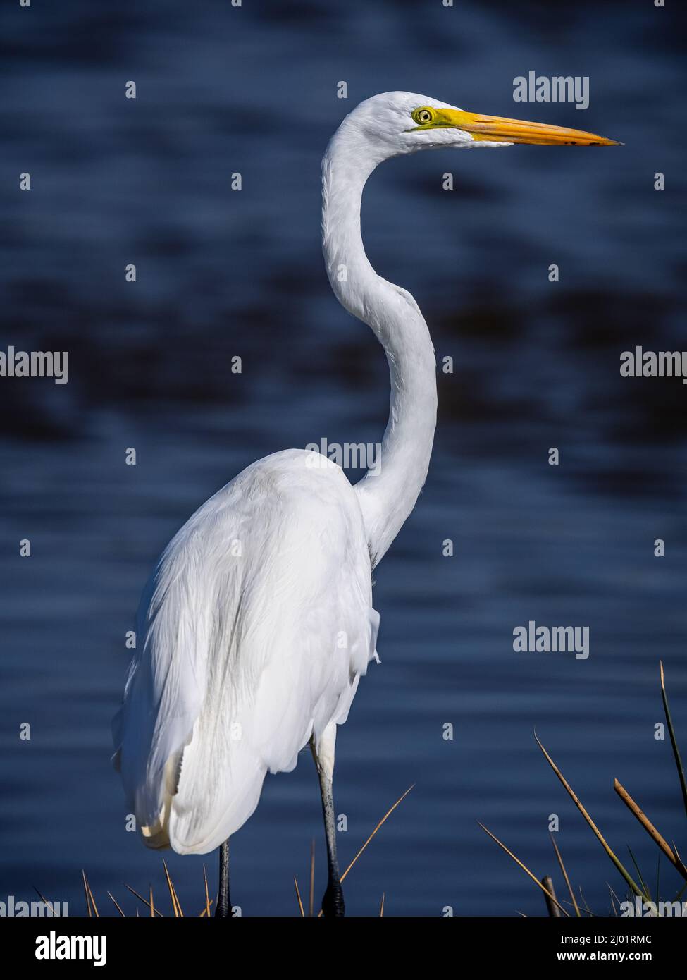 Great egret on the riverside in the countryside Stock Photo - Alamy