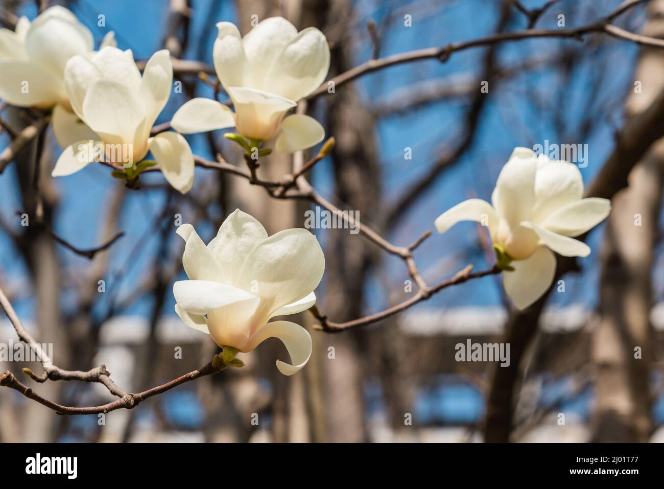 Michelia alba magnolia hi-res stock photography and images - Alamy