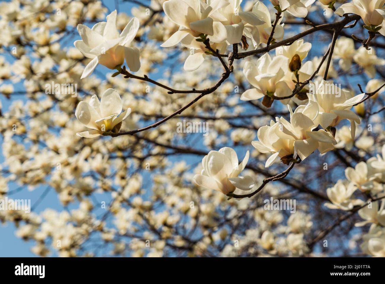 Michelia champaca tree hi-res stock photography and images - Alamy