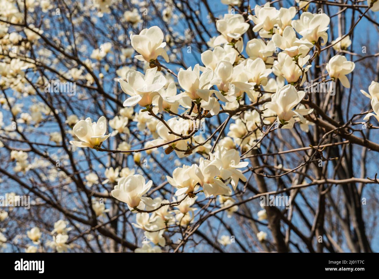 Close view of the white blooming Michelia alba during spring time Stock ...