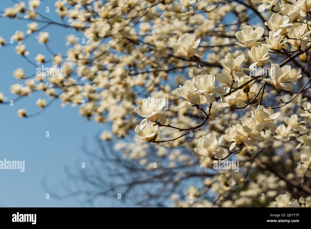 Close view of the white blooming Michelia alba during spring time Stock ...