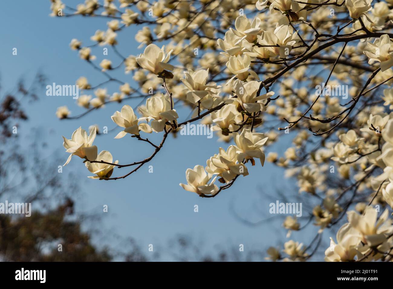 Michelia champaca tree hi-res stock photography and images - Alamy