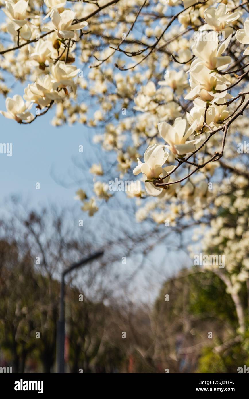 Michelia champaca tree hi-res stock photography and images - Alamy