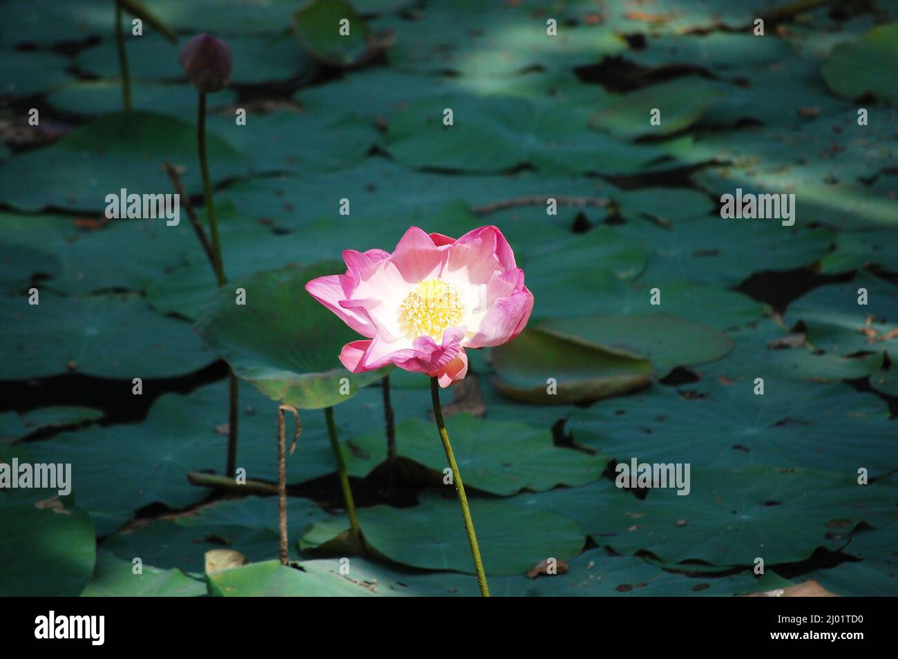 Pink lotus flower or red ater lilly blossom and Nymphaeaceae flora in ...