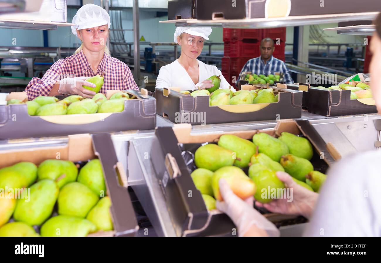 People sorting and preparing pears to packing Stock Photo - Alamy