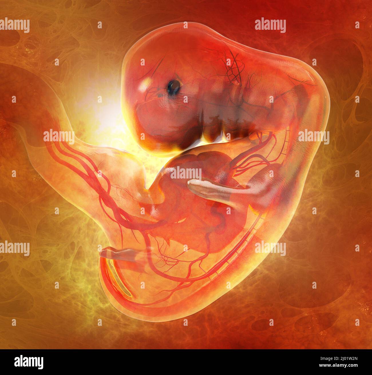 Human foetus at 5 weeks, illustration Stock Photo - Alamy