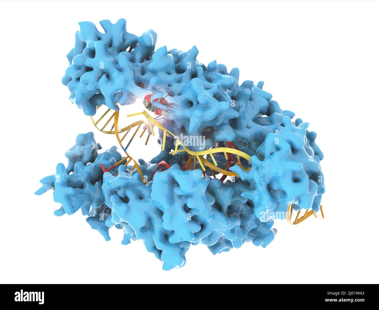 CRISPR Cas12a protein, molecular model Stock Photo - Alamy