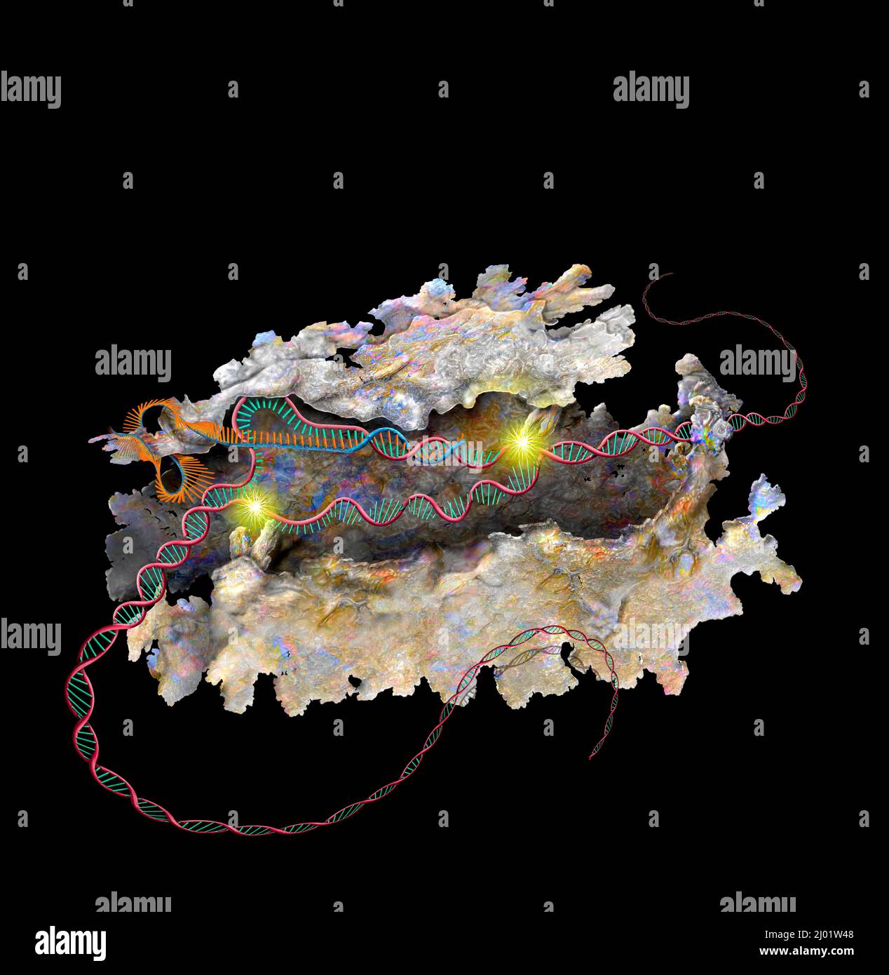CRISPR Cas12a protein, illustration Stock Photo - Alamy
