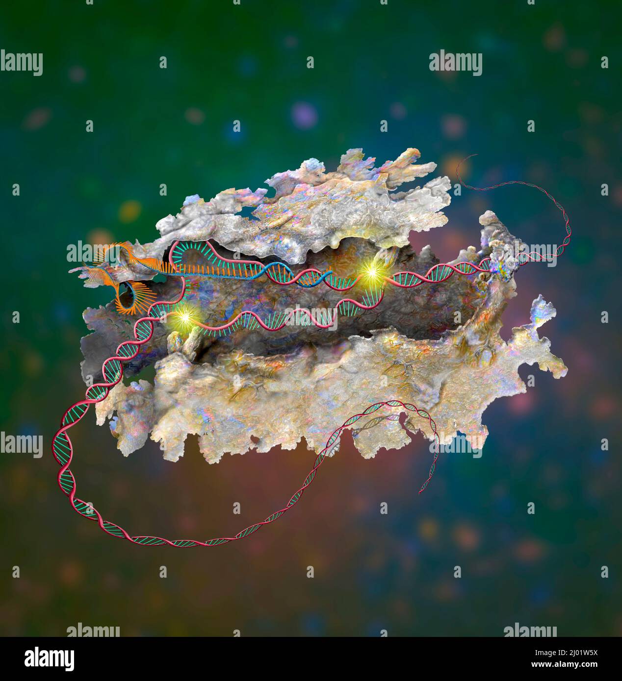 CRISPR Cas12a protein, illustration Stock Photo - Alamy
