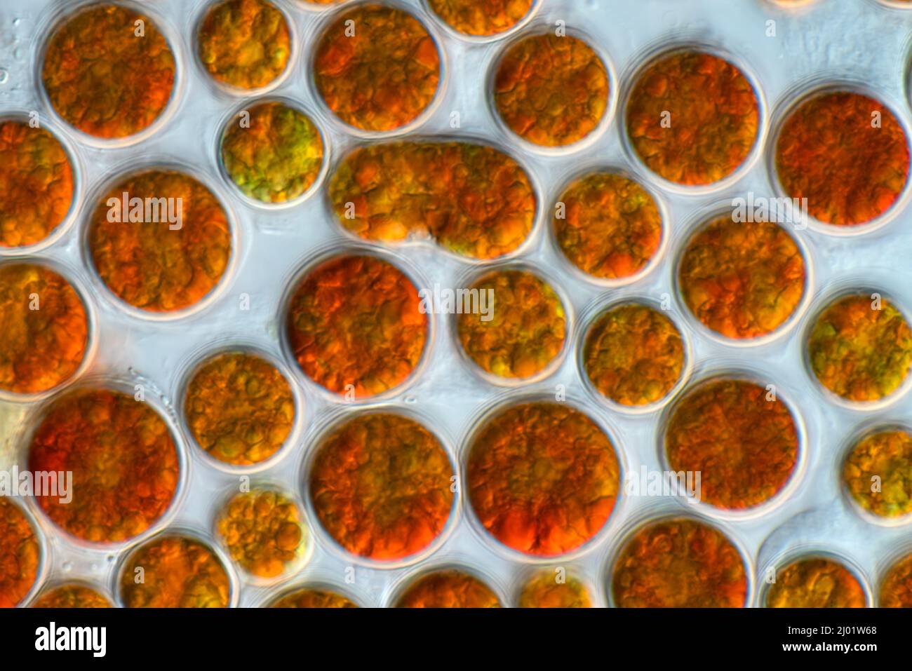 Haematococcus sp, algae, light micrograph Stock Photo - Alamy