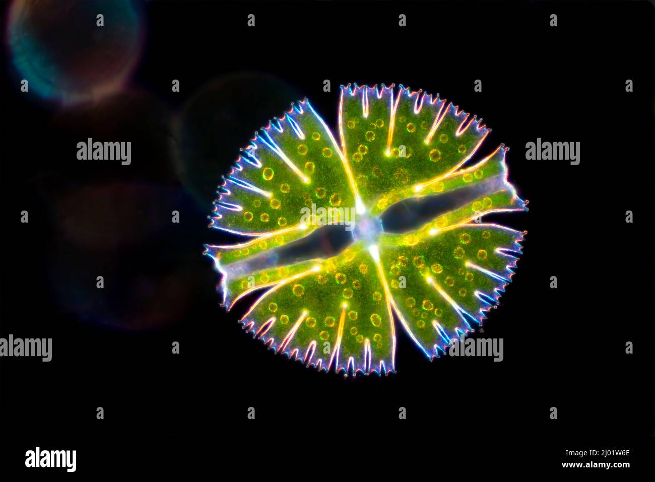 Micrasterias rotata, algae, light micrograph Stock Photo - Alamy