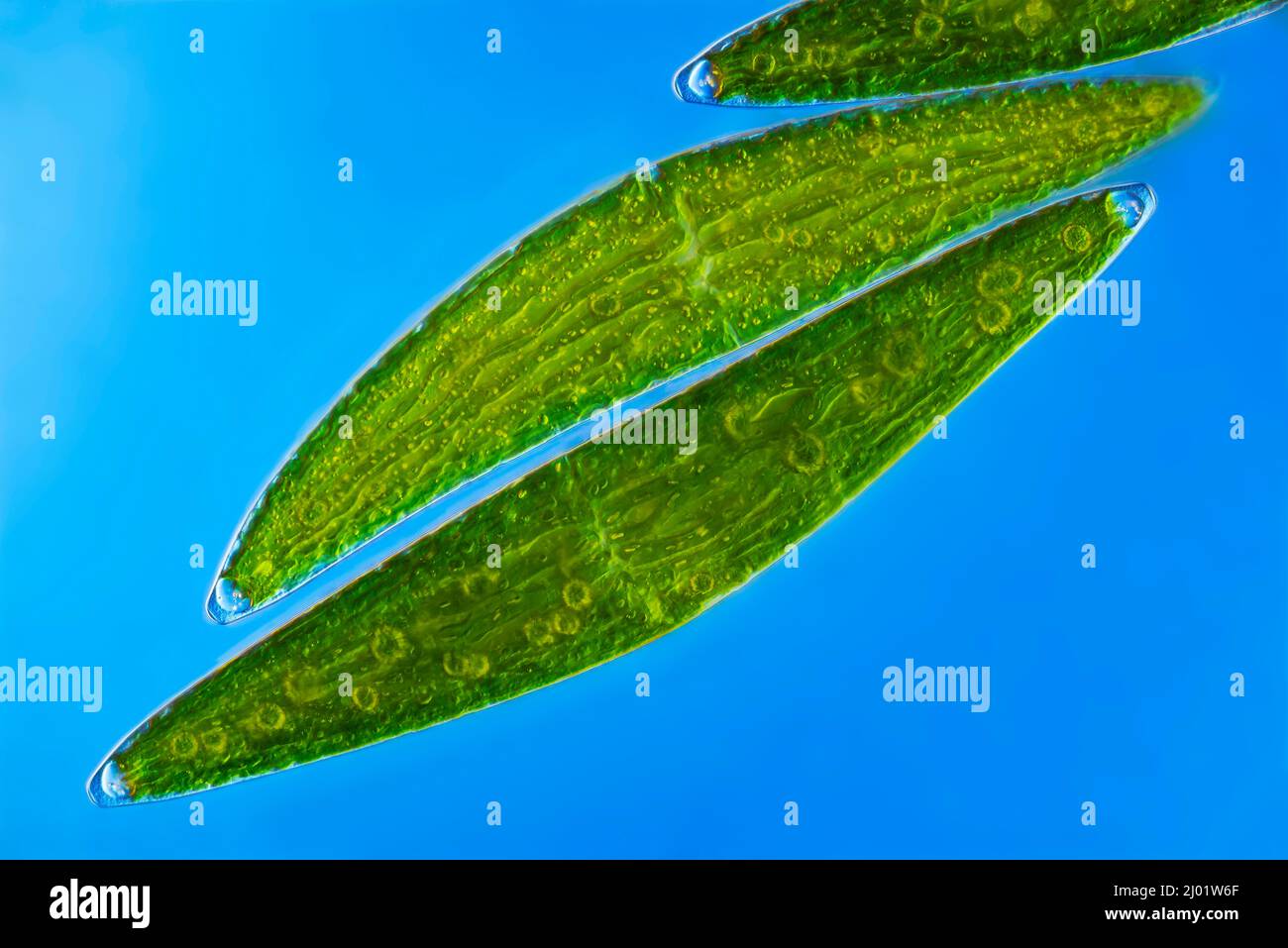 Closterium lunula, algae, light micrograph Stock Photo - Alamy