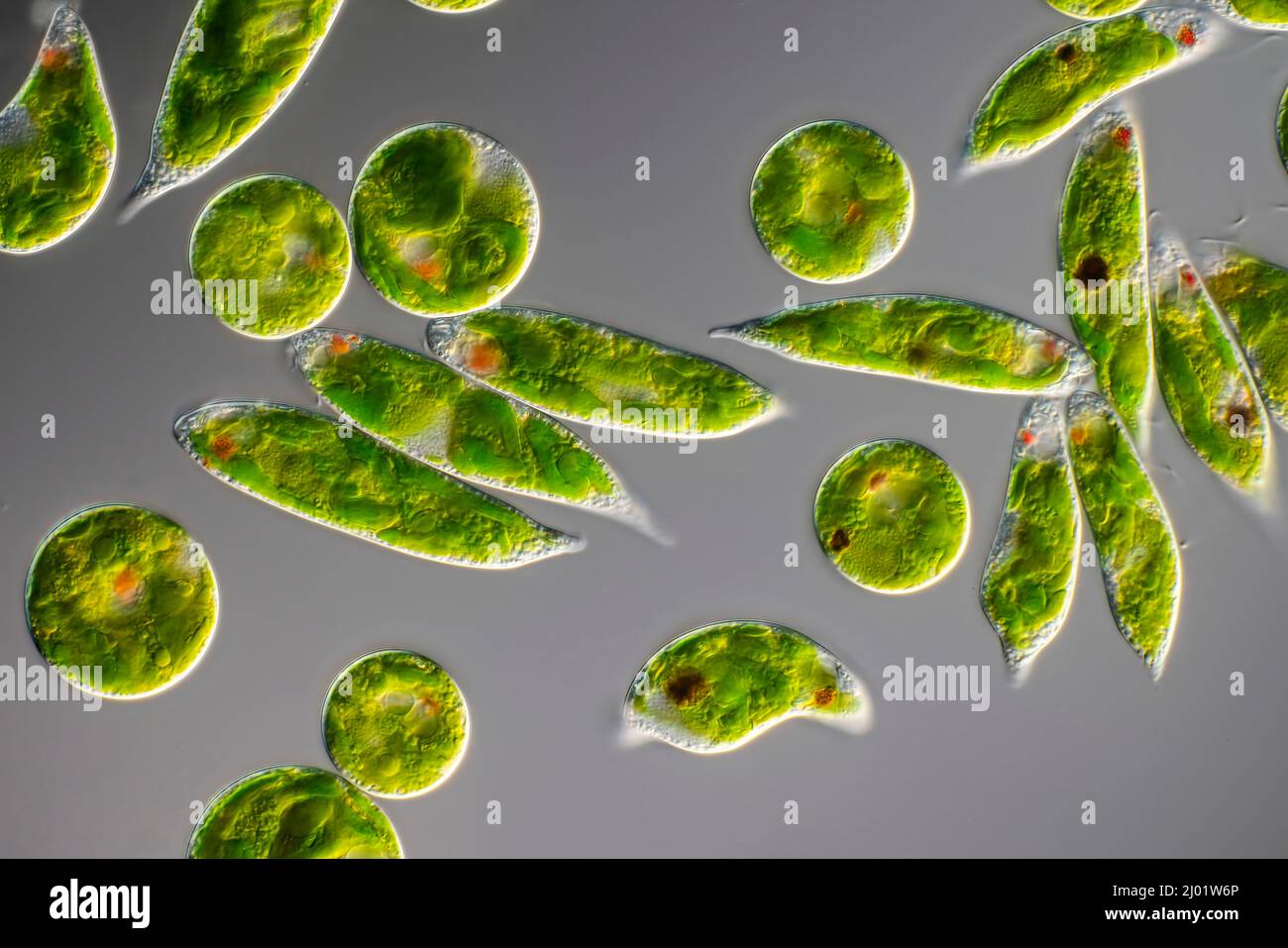 Euglena sp, algae, light micrograph Stock Photo - Alamy