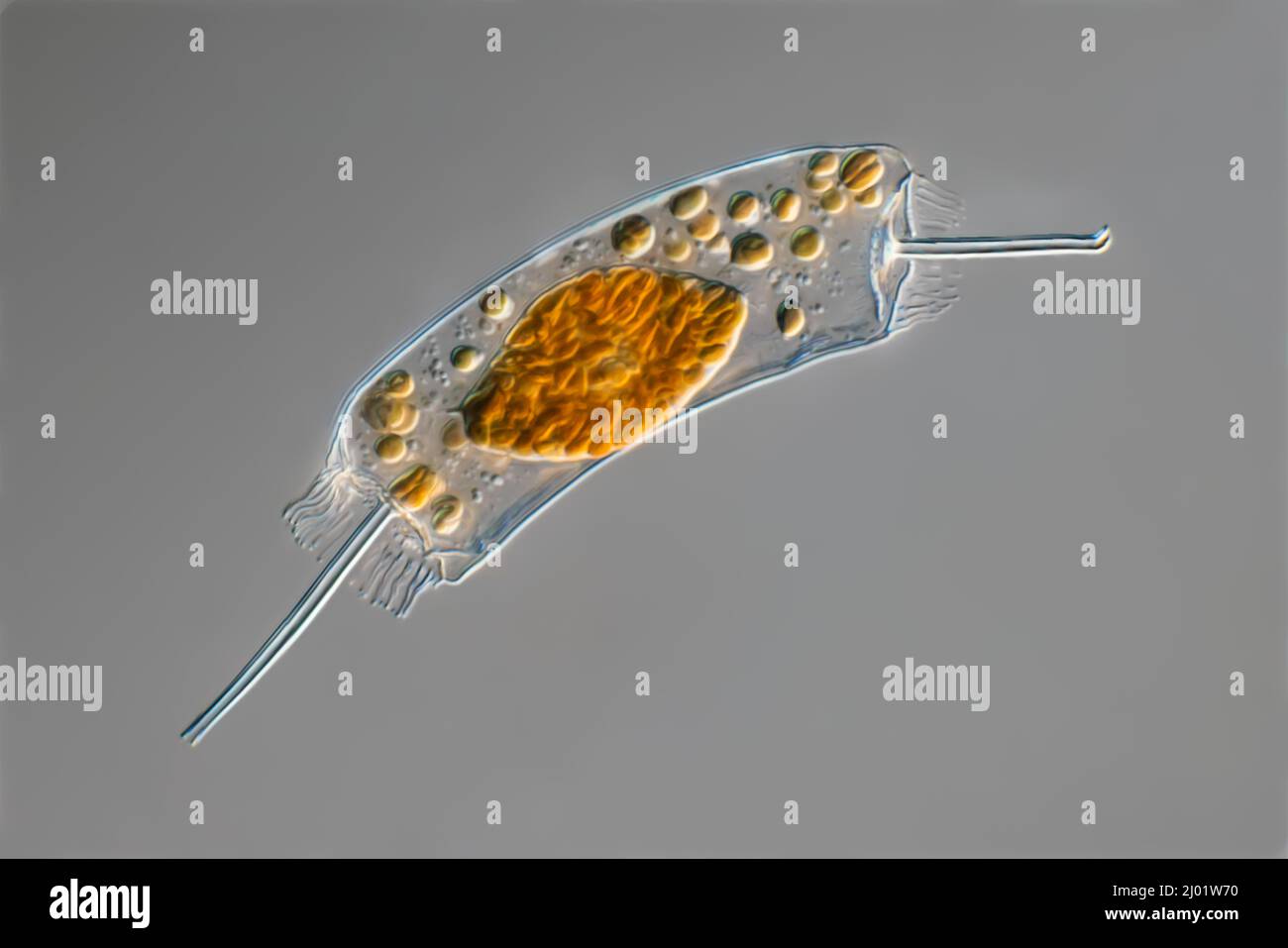 Ditylum brightwellii, algae, light micrograph Stock Photo - Alamy
