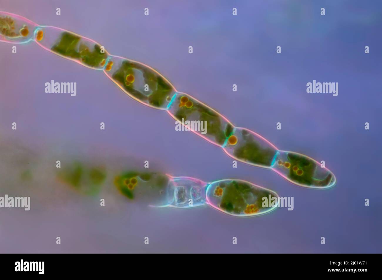 Trentepohlia sp, algae, light micrograph Stock Photo - Alamy
