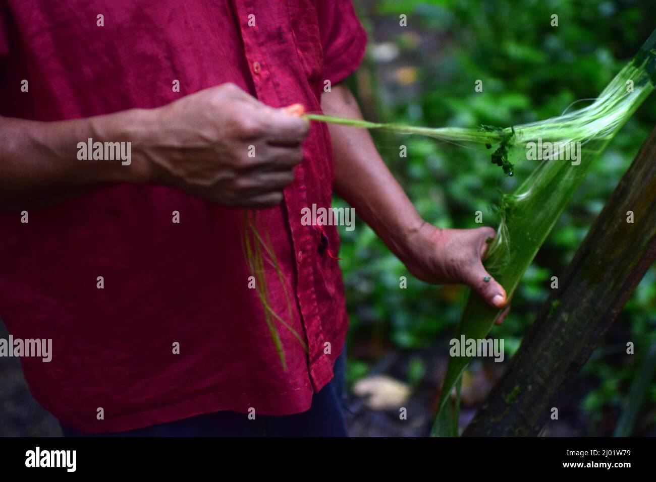 Extracting thread from a plant, Costa Rica Stock Photo - Alamy