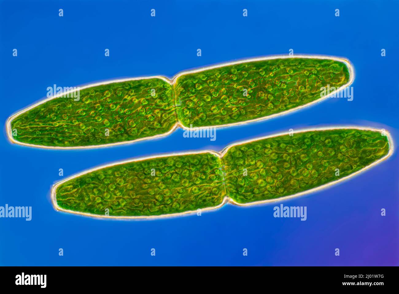 Pleurotaenium truncatum, algae, light micrograph Stock Photo - Alamy