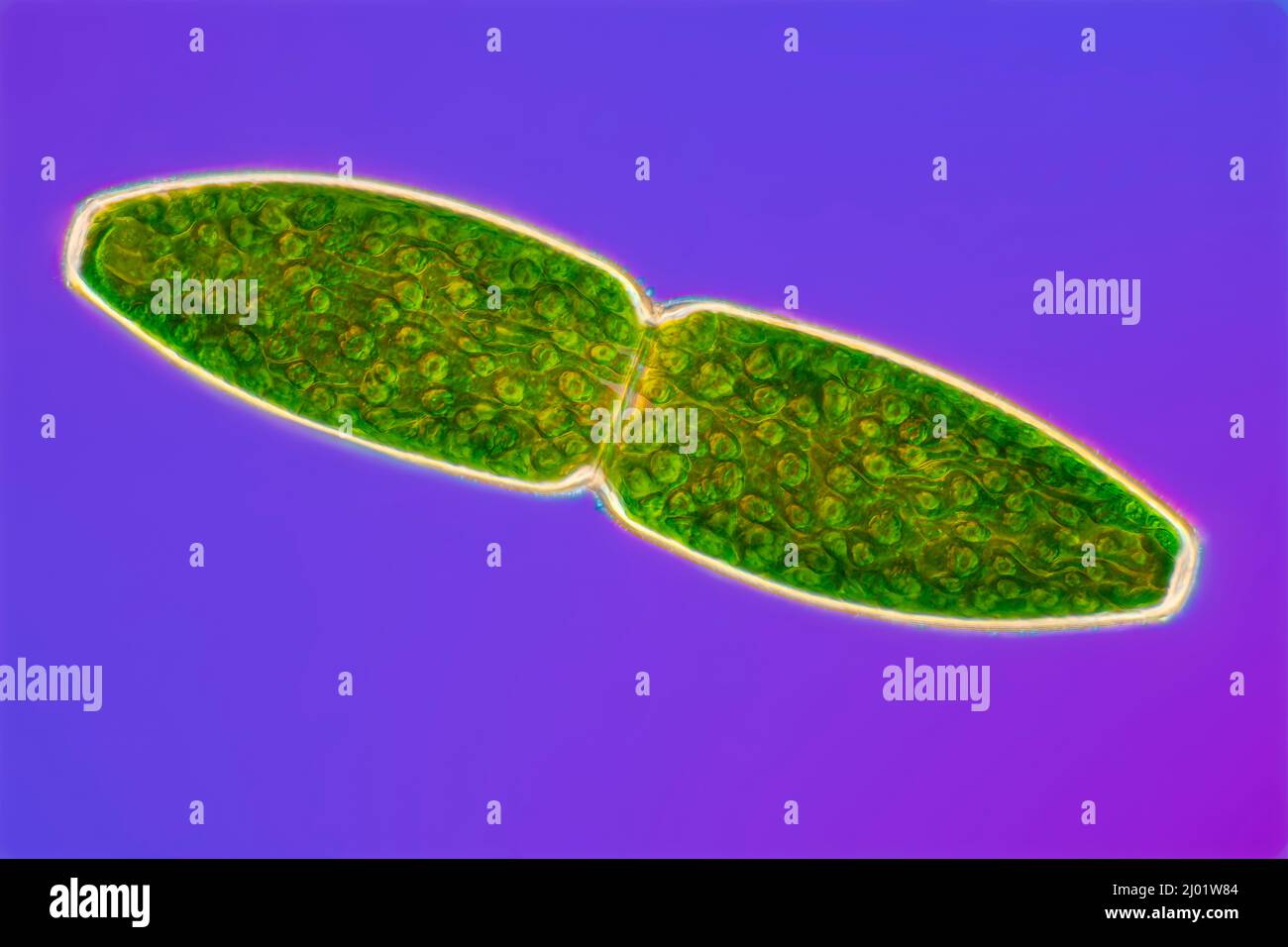 Pleurotaenium truncatum, algae, light micrograph Stock Photo - Alamy