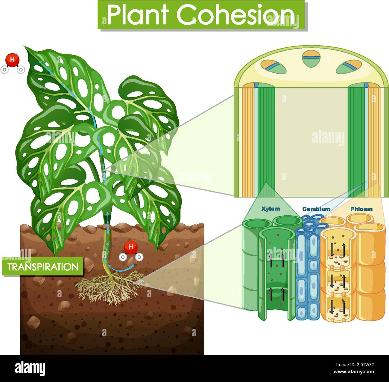 Diagram showing plant cohesion illustration Stock Vector Image & Art ...