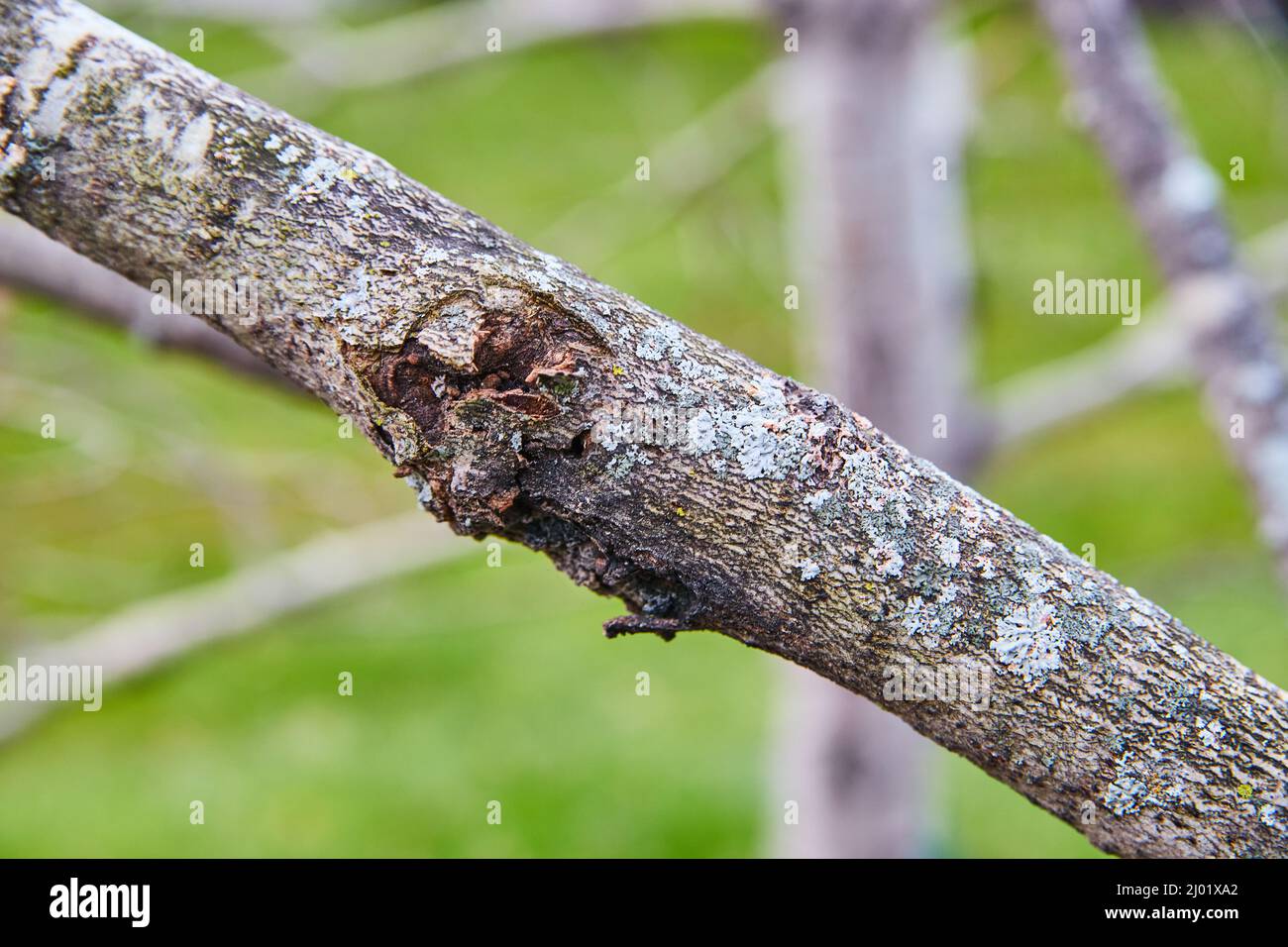 Small tree and branch hi-res stock photography and images - Alamy