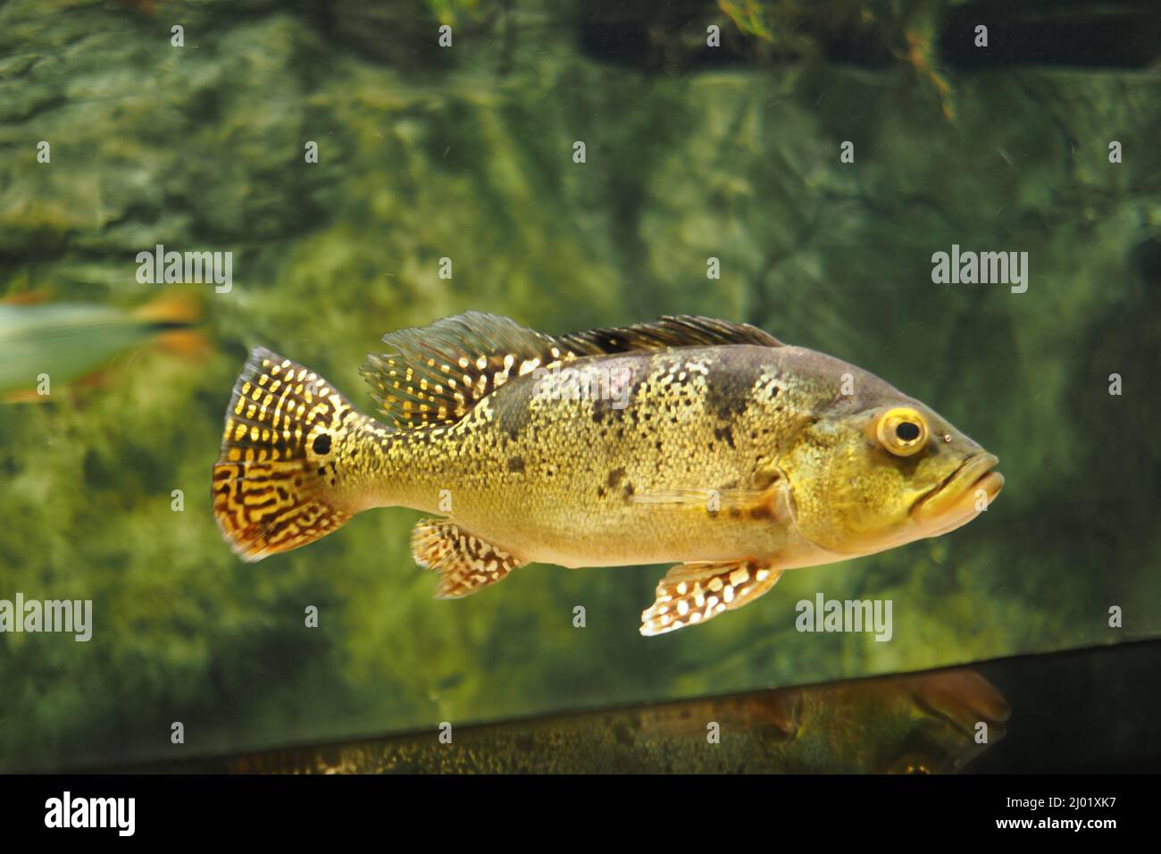 Cichla kelbury fish in the aquarium Stock Photo - Alamy
