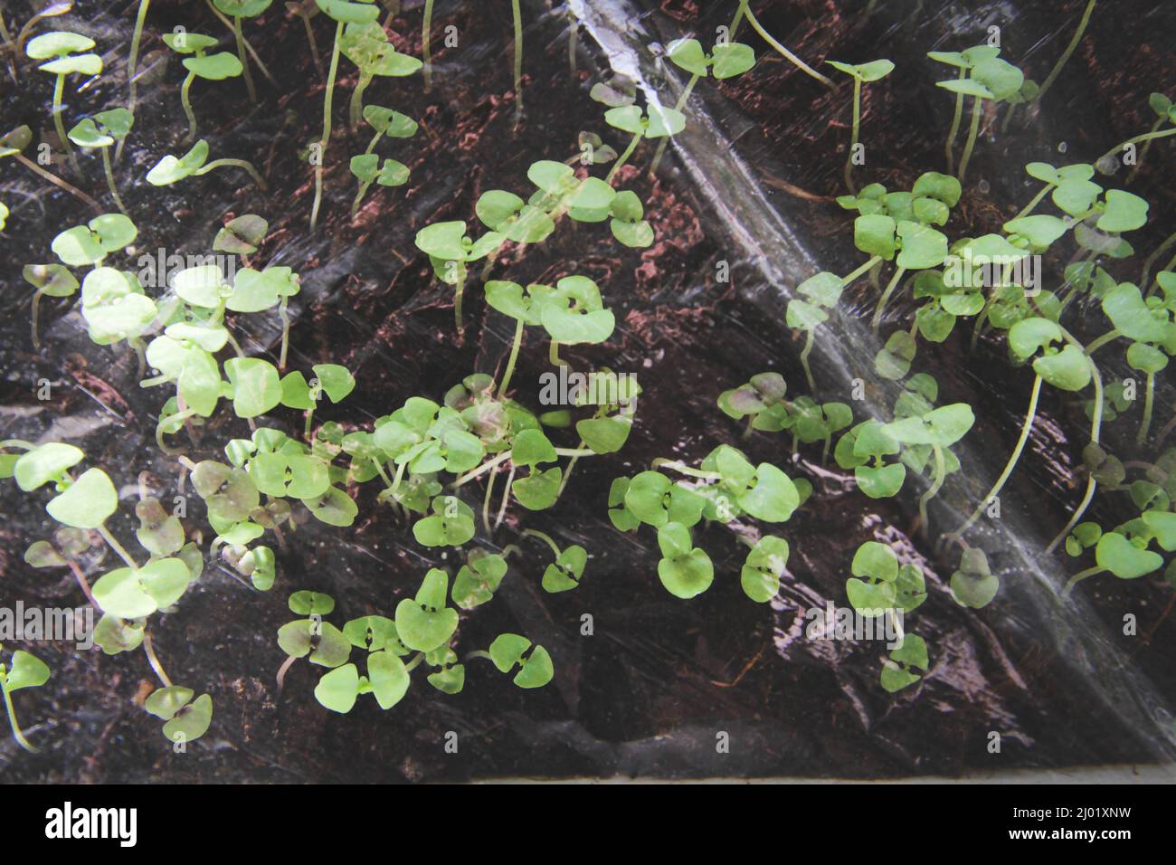 Seedlings under a transparent film. Germinated seeds in a greenhouse ...