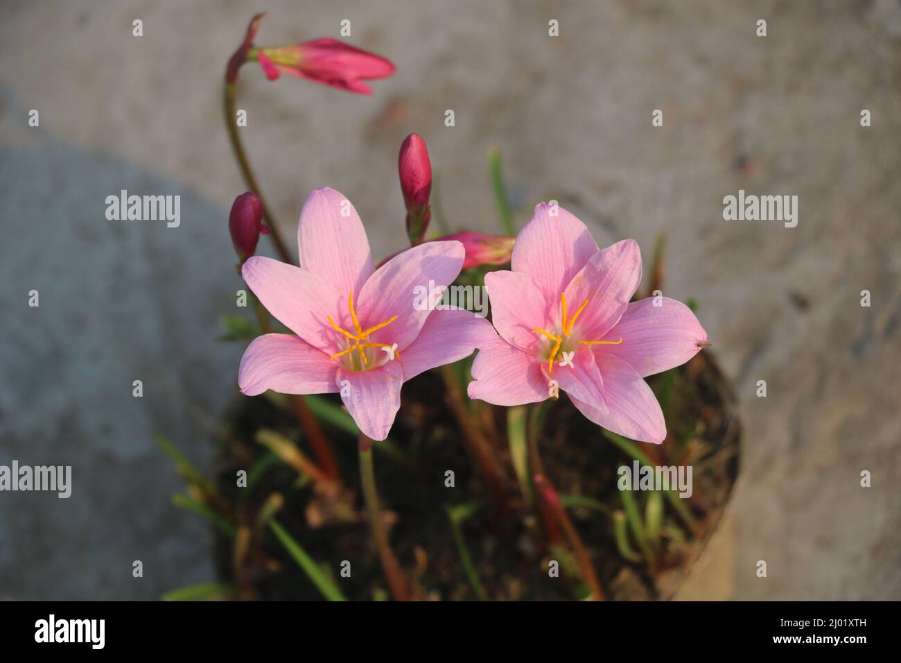 Zephyranthes grandiflora ,This is one kind of giant rain lily. Commonly ...