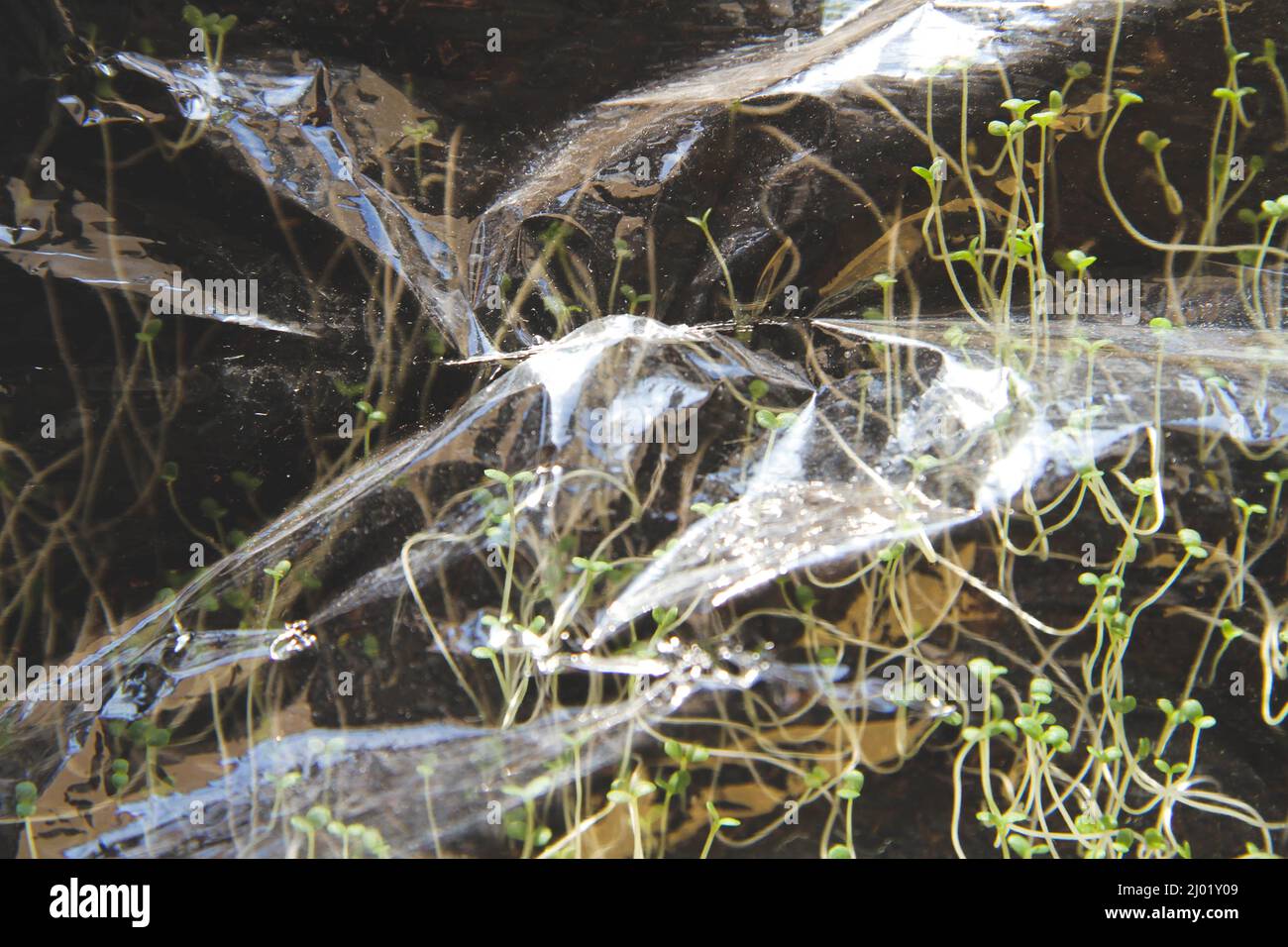 Seedlings under a transparent film. Germinated seeds in a greenhouse ...