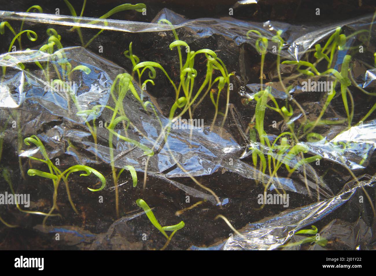 Seedlings under a transparent film. Germinated seeds in a greenhouse ...