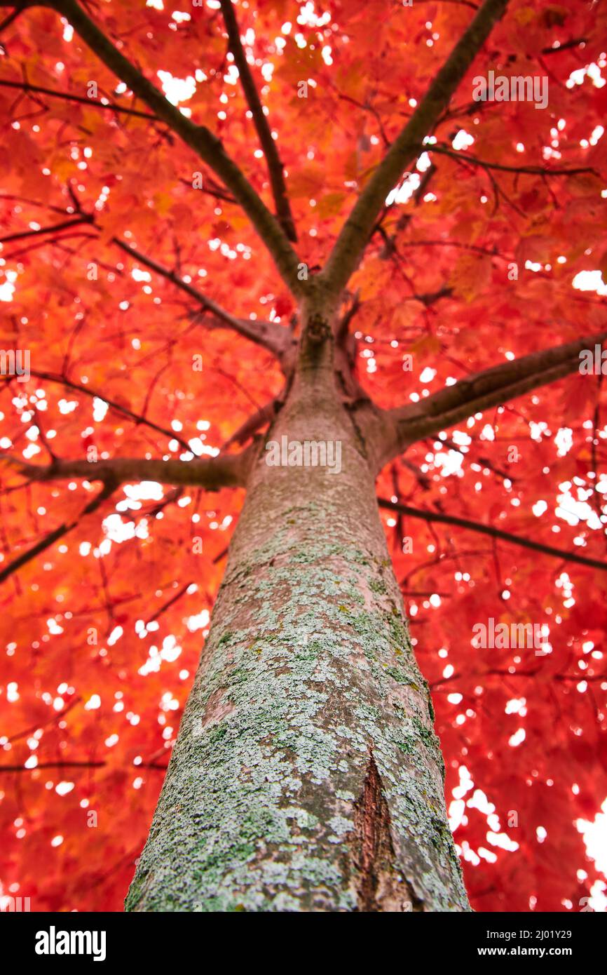 Looking up at tree in fall with bright red leaves Stock Photo - Alamy