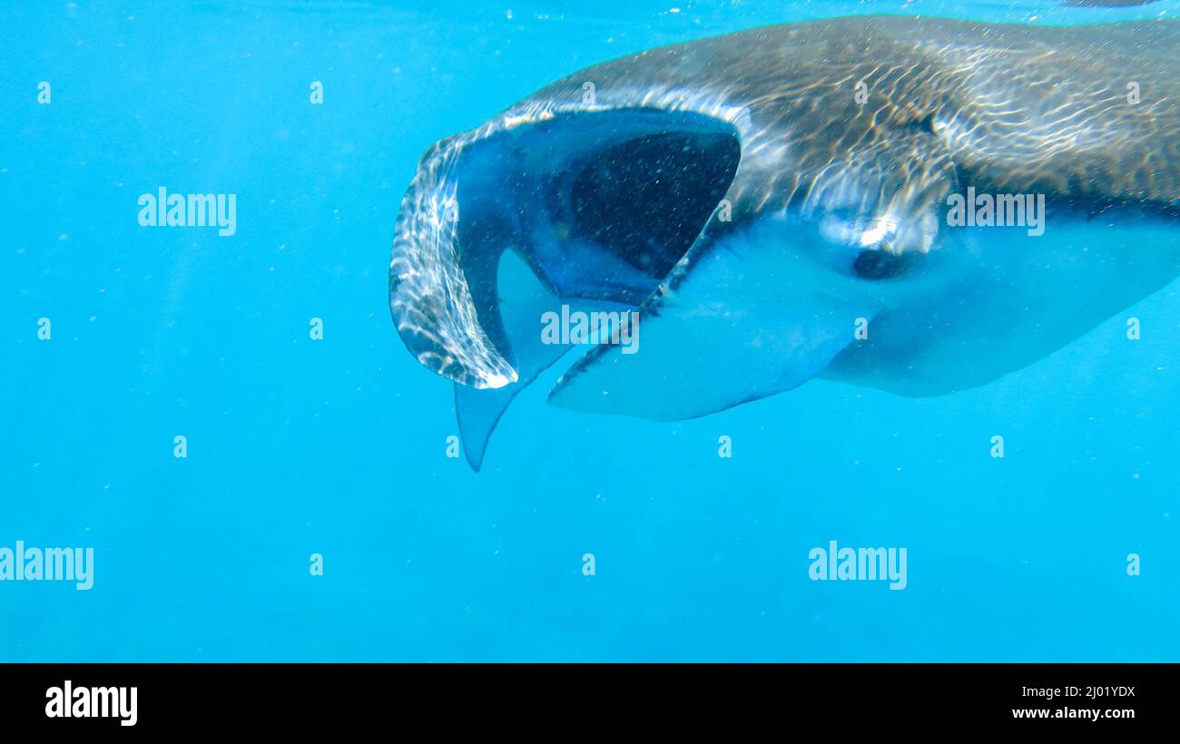 Giant manta rays eating hi-res stock photography and images - Alamy