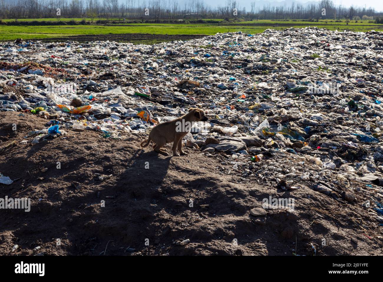 Stray puppy searching for food in a waste deposit landfill site Stock ...