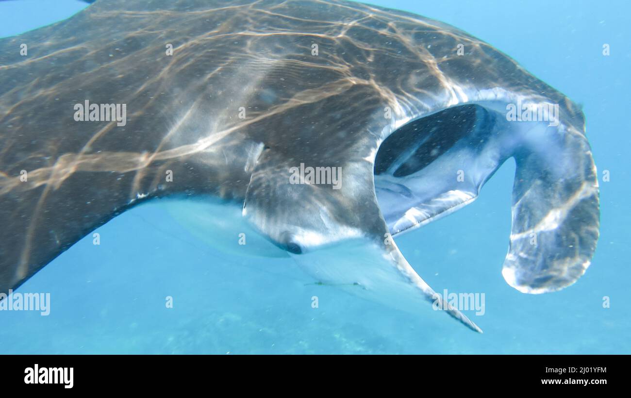 Giant manta rays eating hi-res stock photography and images - Alamy
