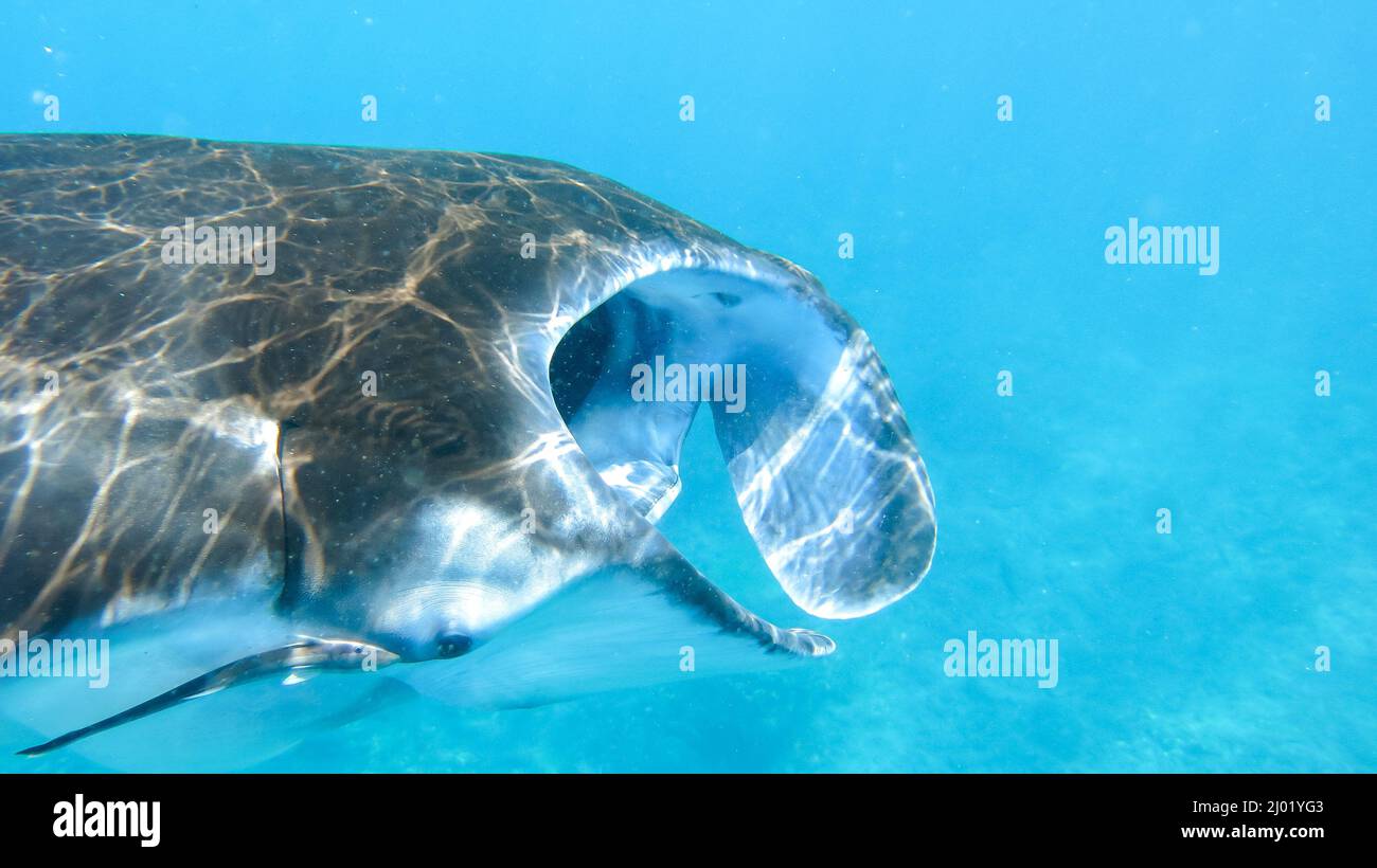 Giant manta ray eating plankton in water of Indian ocean near to coast ...