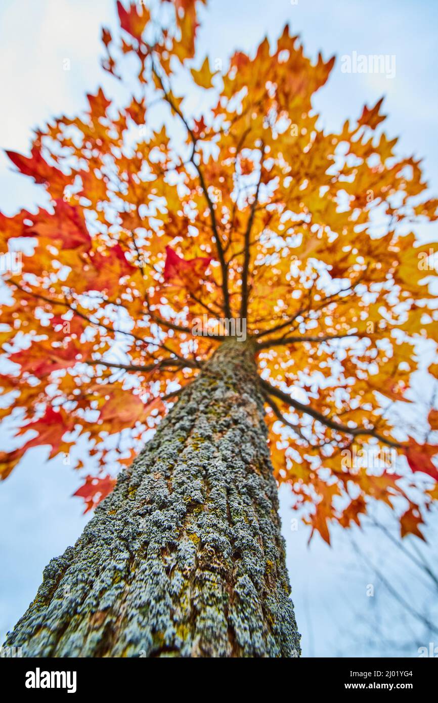 Detail of tree bark from below with vibrant fall colors Stock Photo - Alamy