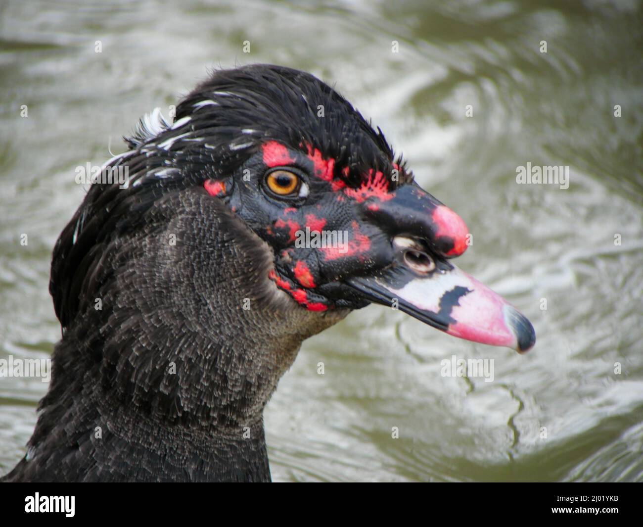 Muscovy duck (Cairina moschata) close up Stock Photo - Alamy
