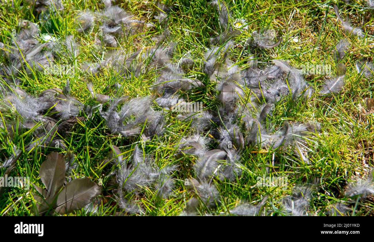 Feathers of Eurasian Blackbird scattered on grass in the garden. Bird ...