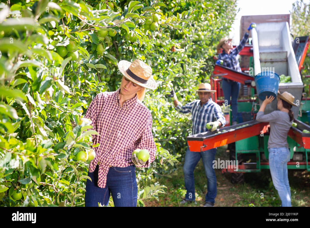 Professional farmer harvesting apples food hi-res stock photography and ...