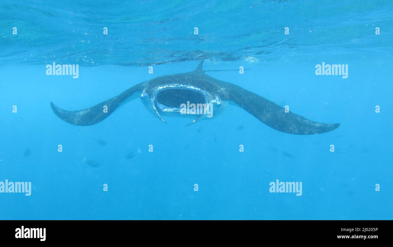 Front photo of beautiful Manta ray in the sunlight swimming to the ...