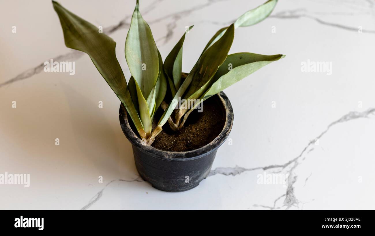 Rotten plant hi-res stock photography and images - Alamy
