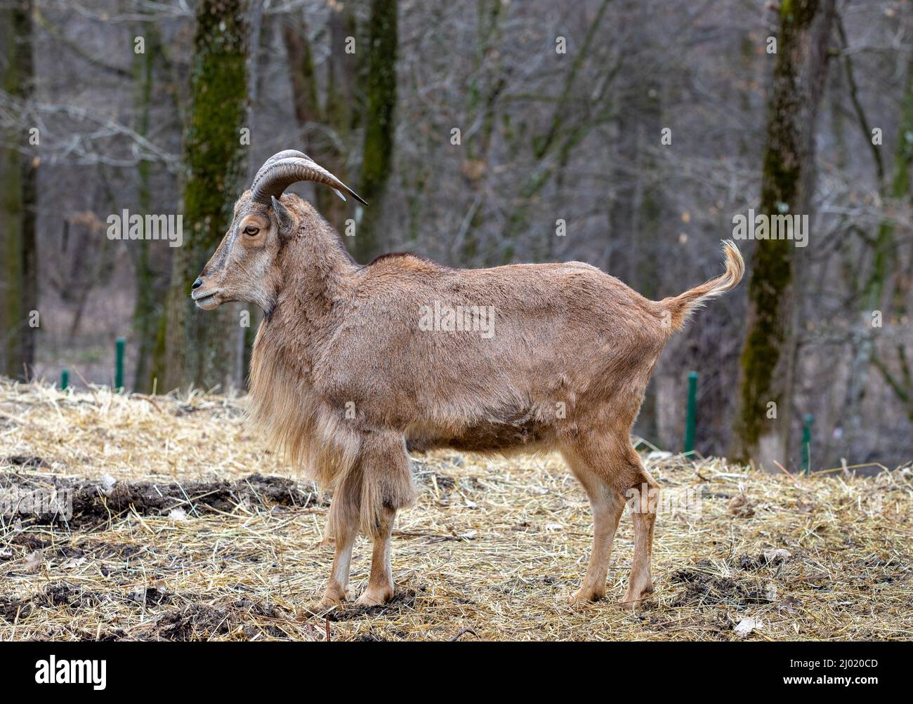 Brown mountain goat on the grassy hill in the forest Stock Photo - Alamy