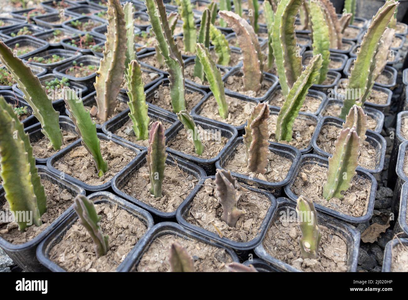 Growing stapelia gigantea plants in small pots Stock Photo - Alamy