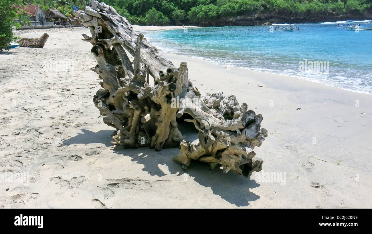 Dead tree on a beach at sunshine Stock Photo - Alamy