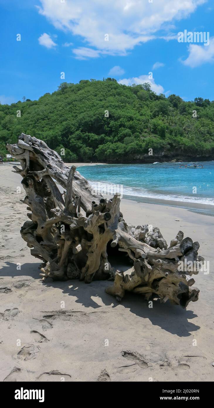 Dead tree on a beach at sunshine Stock Photo - Alamy