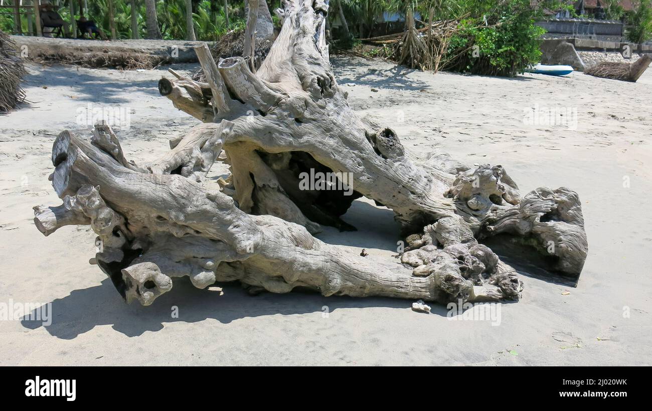 Dead tree on a beach at sunshine Stock Photo - Alamy