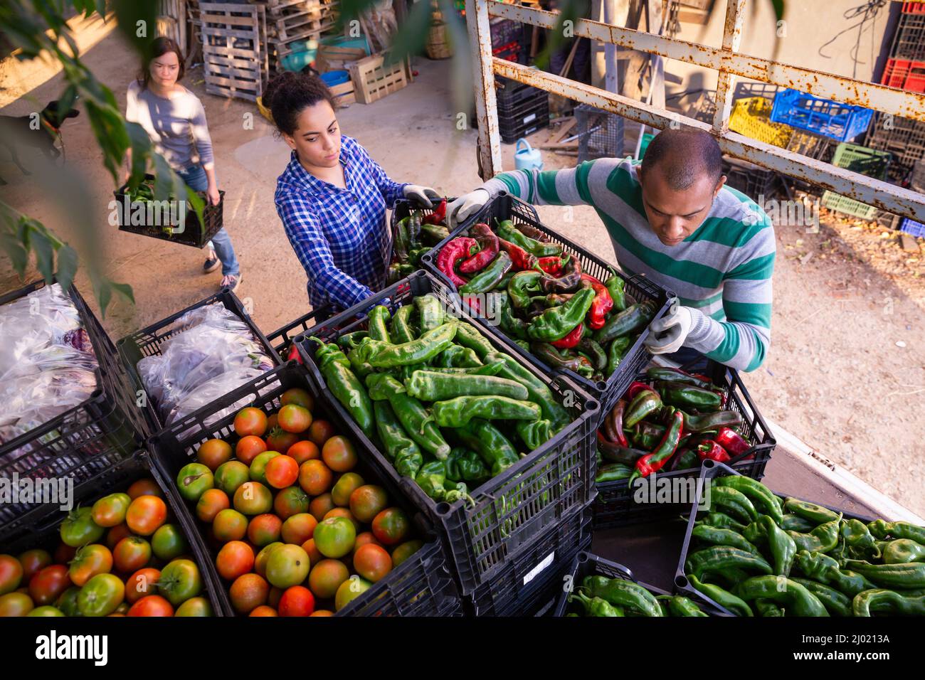 Farm workers loading boxes with harvested vegetables in truck Stock ...