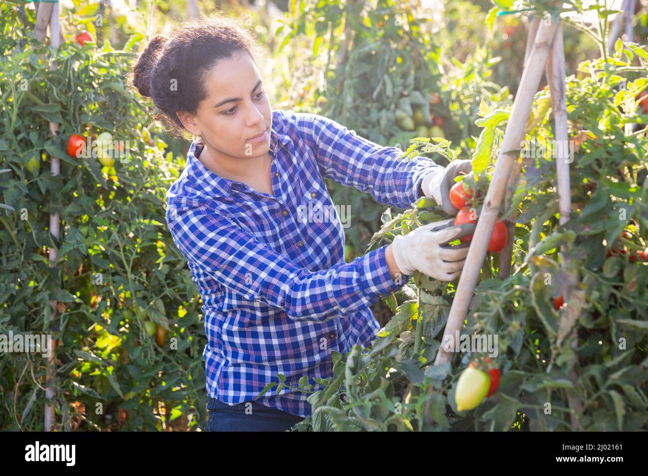 Female farm worker gathering crop of tomatoes Stock Photo - Alamy