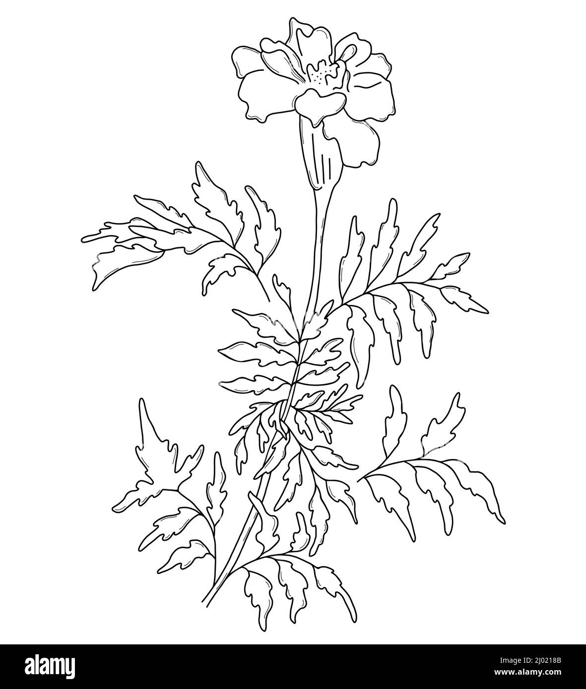 Marigolds closeup Stock Vector Images - Alamy