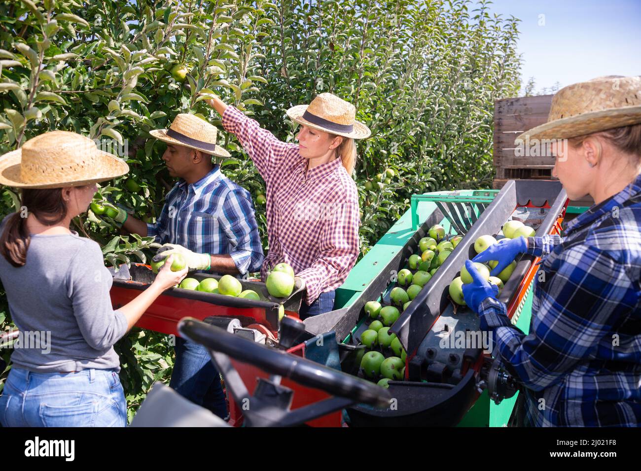Workers harvesting ripe apples using sorting machine Stock Photo - Alamy