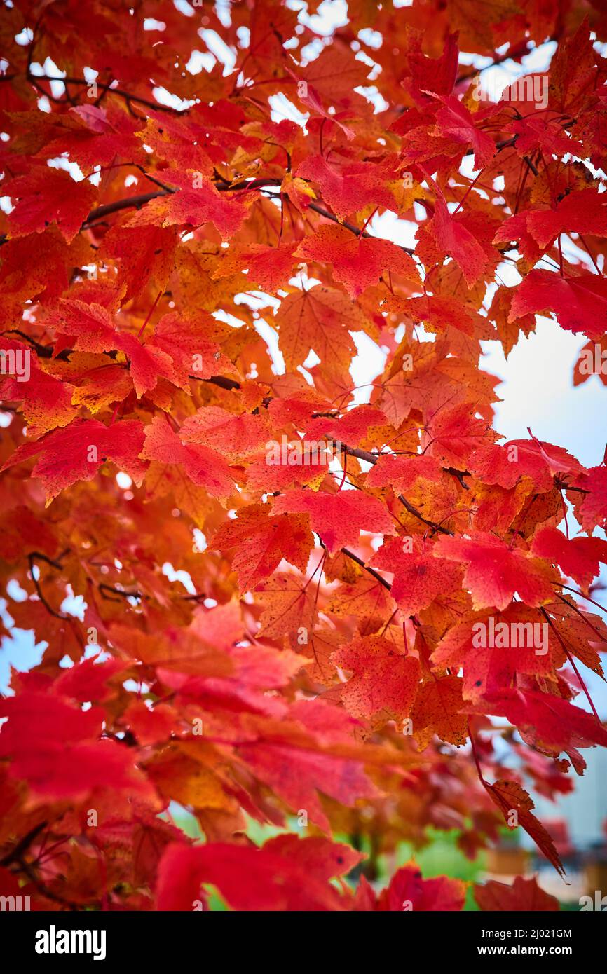 Fall colorful red leaves detail Stock Photo - Alamy